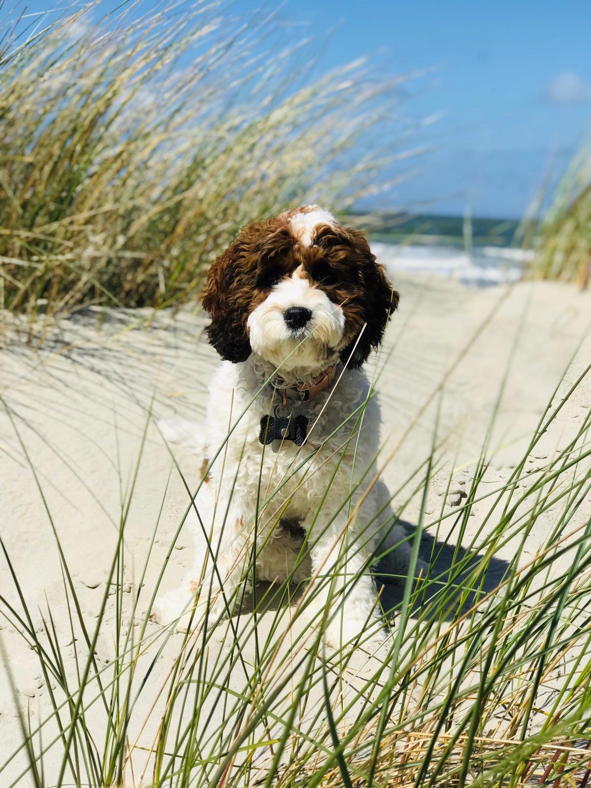 Cockerpoo, Cockapoo, Hybridrasse, Hobbyzucht, Pudel, Cocker ...