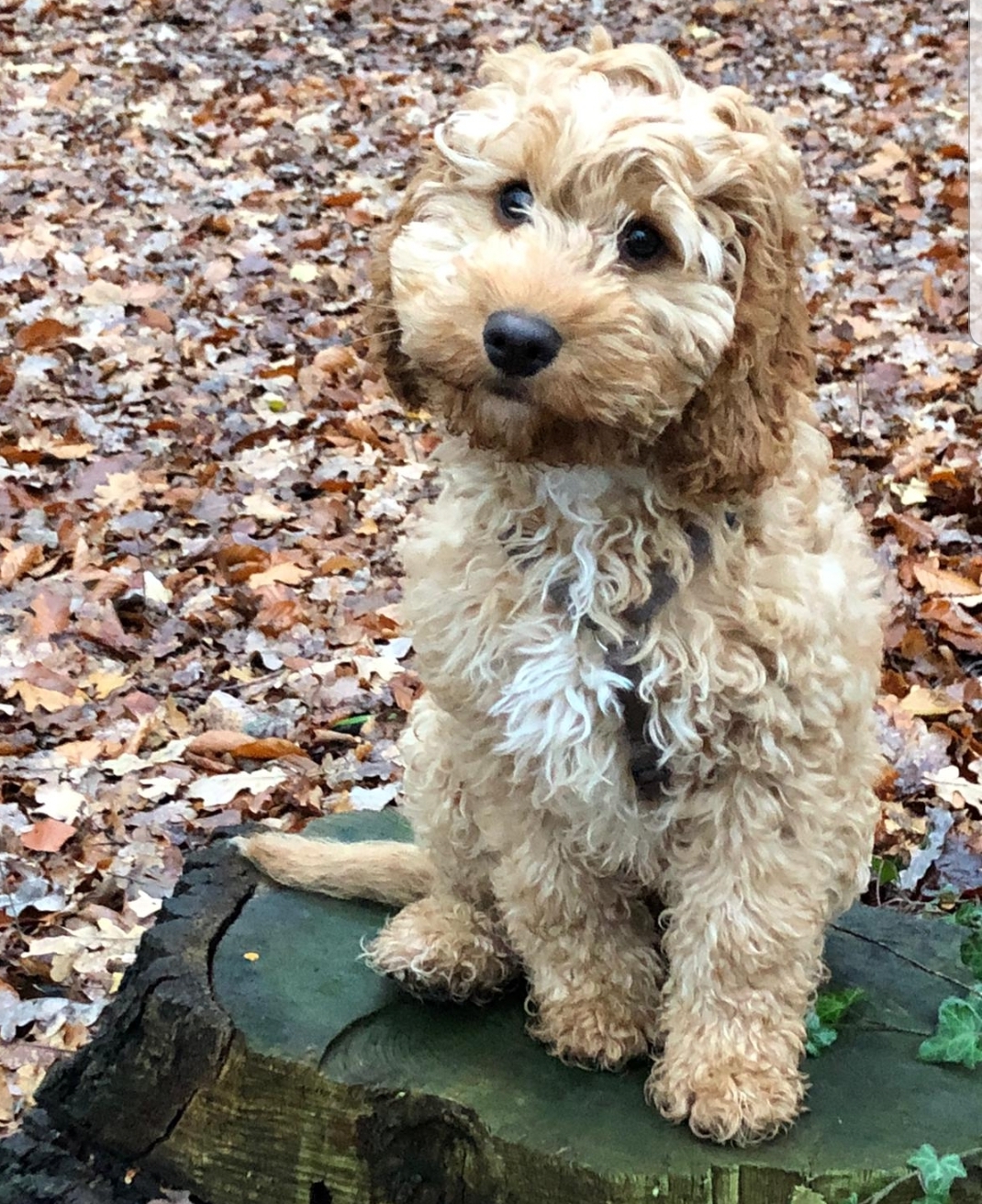 Cockerpoo, Cockapoo, Hybridrasse, Hobbyzucht, Pudel, Cocker ...
