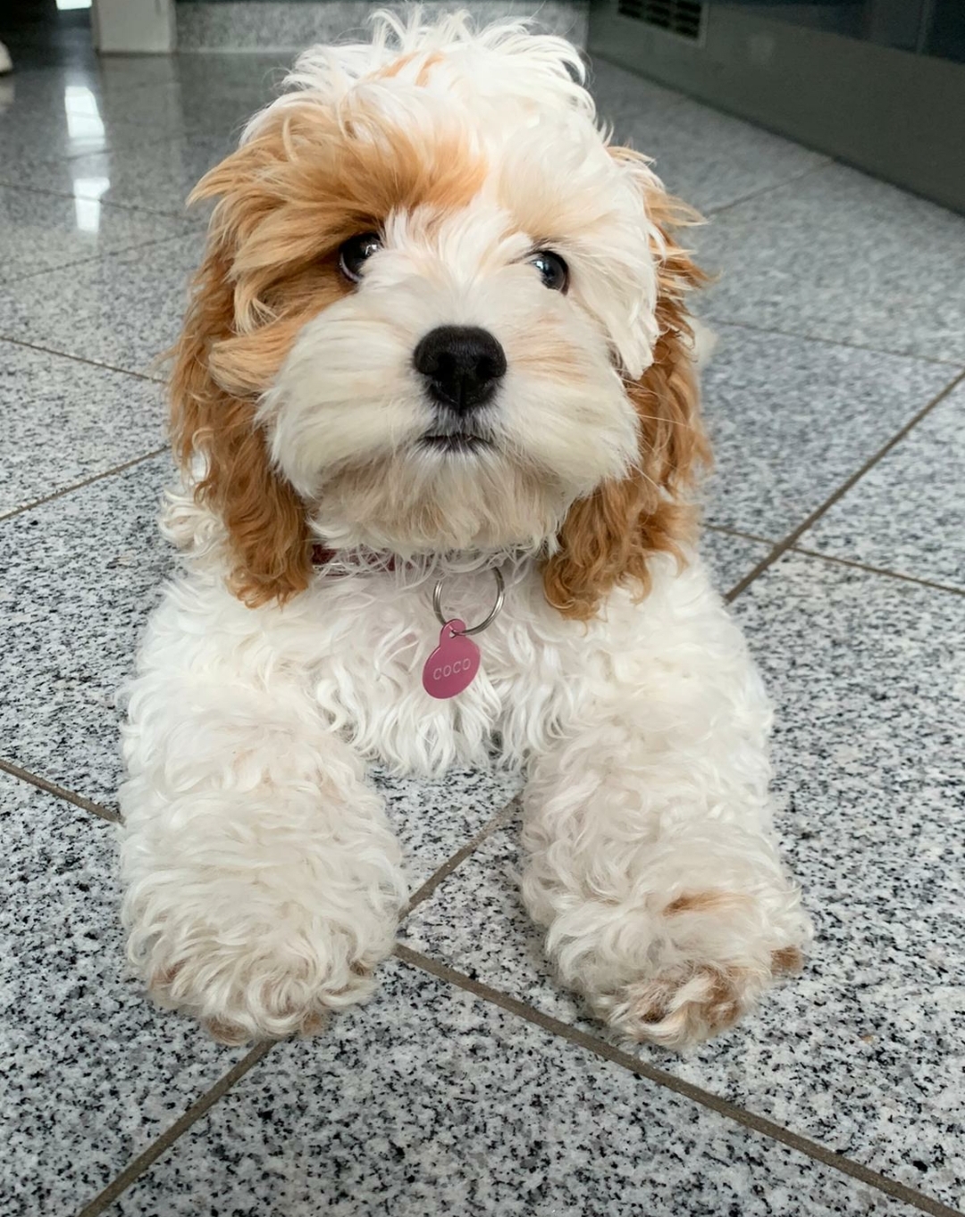Cockerpoo, Cockapoo, Hybridrasse, Hobbyzucht, Pudel, Cocker ...