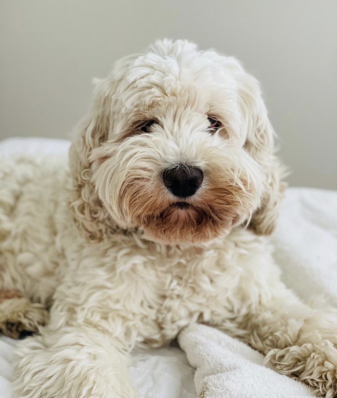 Cockerpoo, Cockapoo, Hybridrasse, Hobbyzucht, Pudel, Cocker ...
