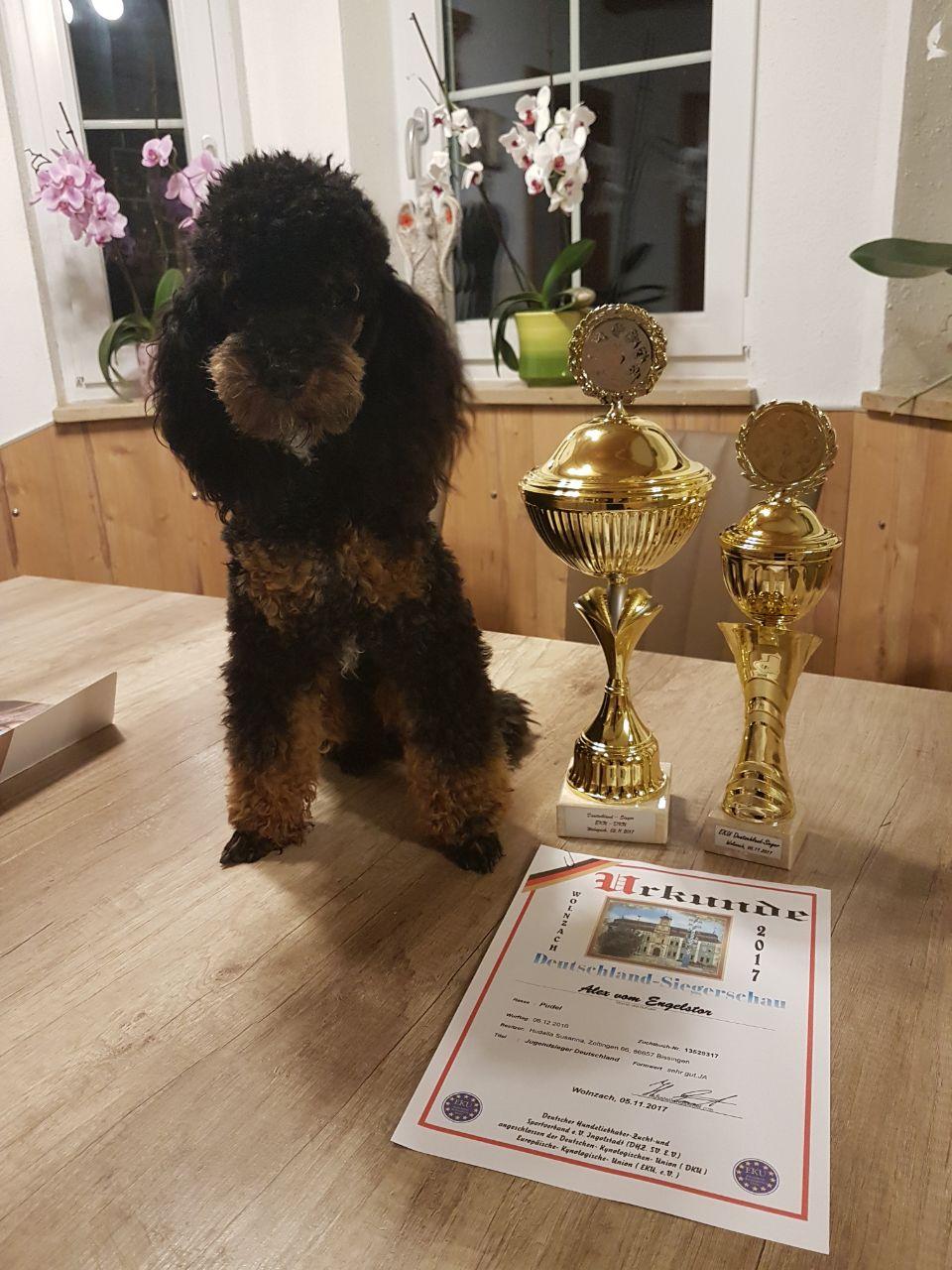 Cockerpoo, Cockapoo, Hybridrasse, Hobbyzucht, Pudel, Cocker ...