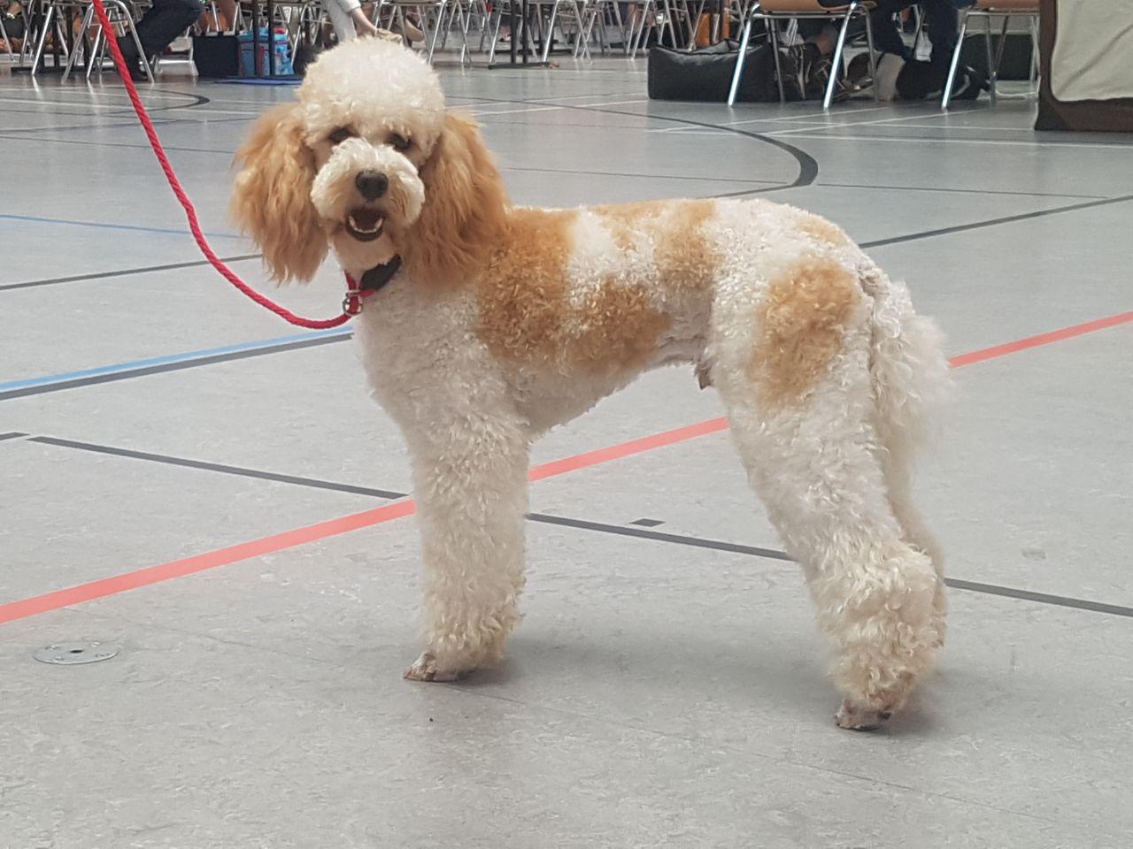 Cockerpoo, Cockapoo, Hybridrasse, Hobbyzucht, Pudel, Cocker ...