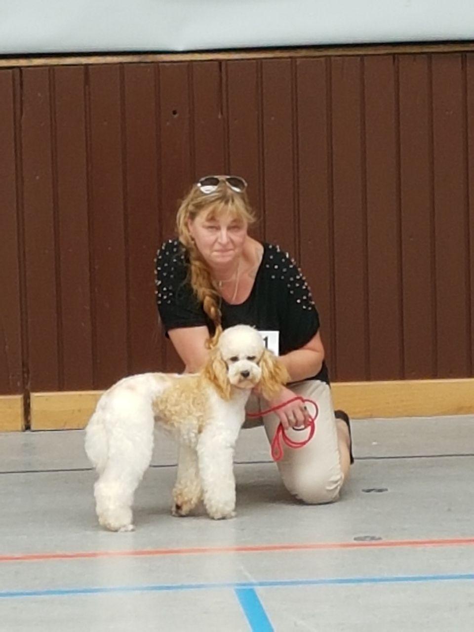 Cockerpoo, Cockapoo, Hybridrasse, Hobbyzucht, Pudel, Cocker ...